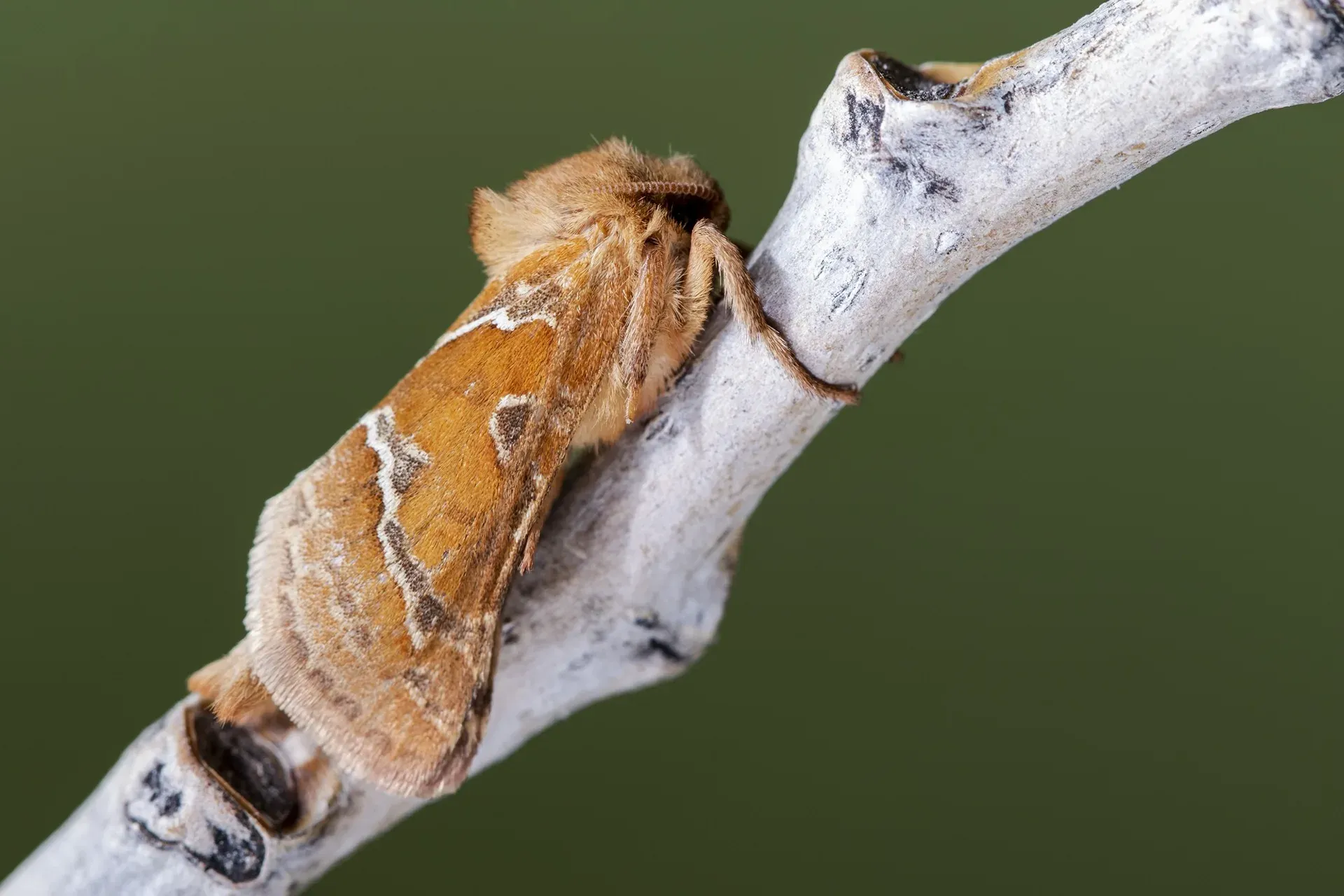 Moth Control - Yardline Pest Control