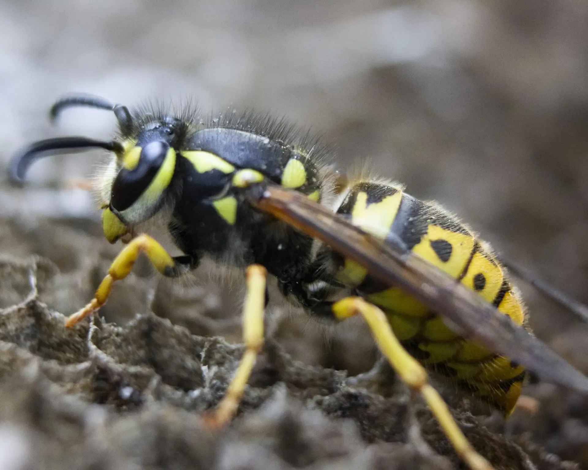 Paper Wasp Control - Yardline Pest Control